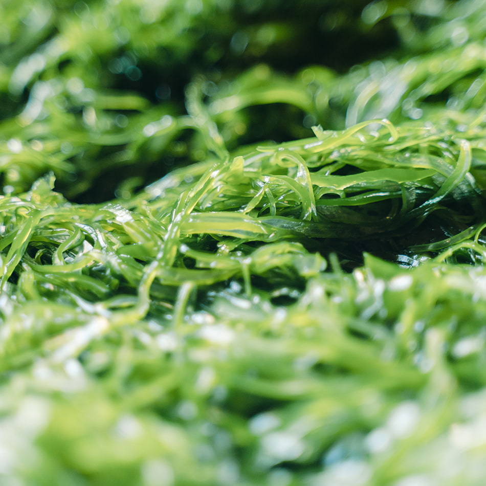 Shredded Ma-Kombu (Dried Young Kelp from Hakodate, Large Sheets) – The ...